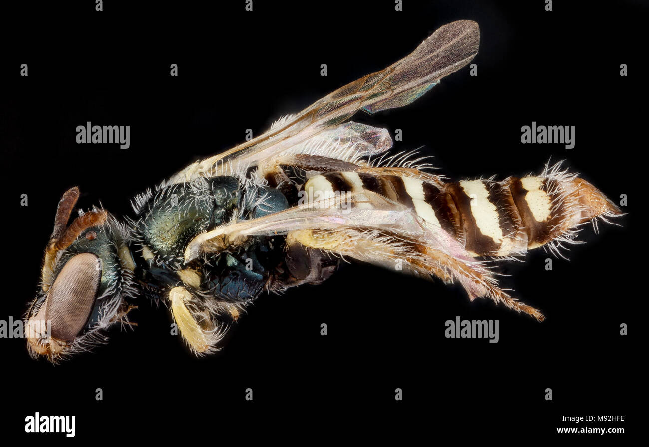 Perdita Bee Stock Photos & Perdita Bee Stock Images - Alamy