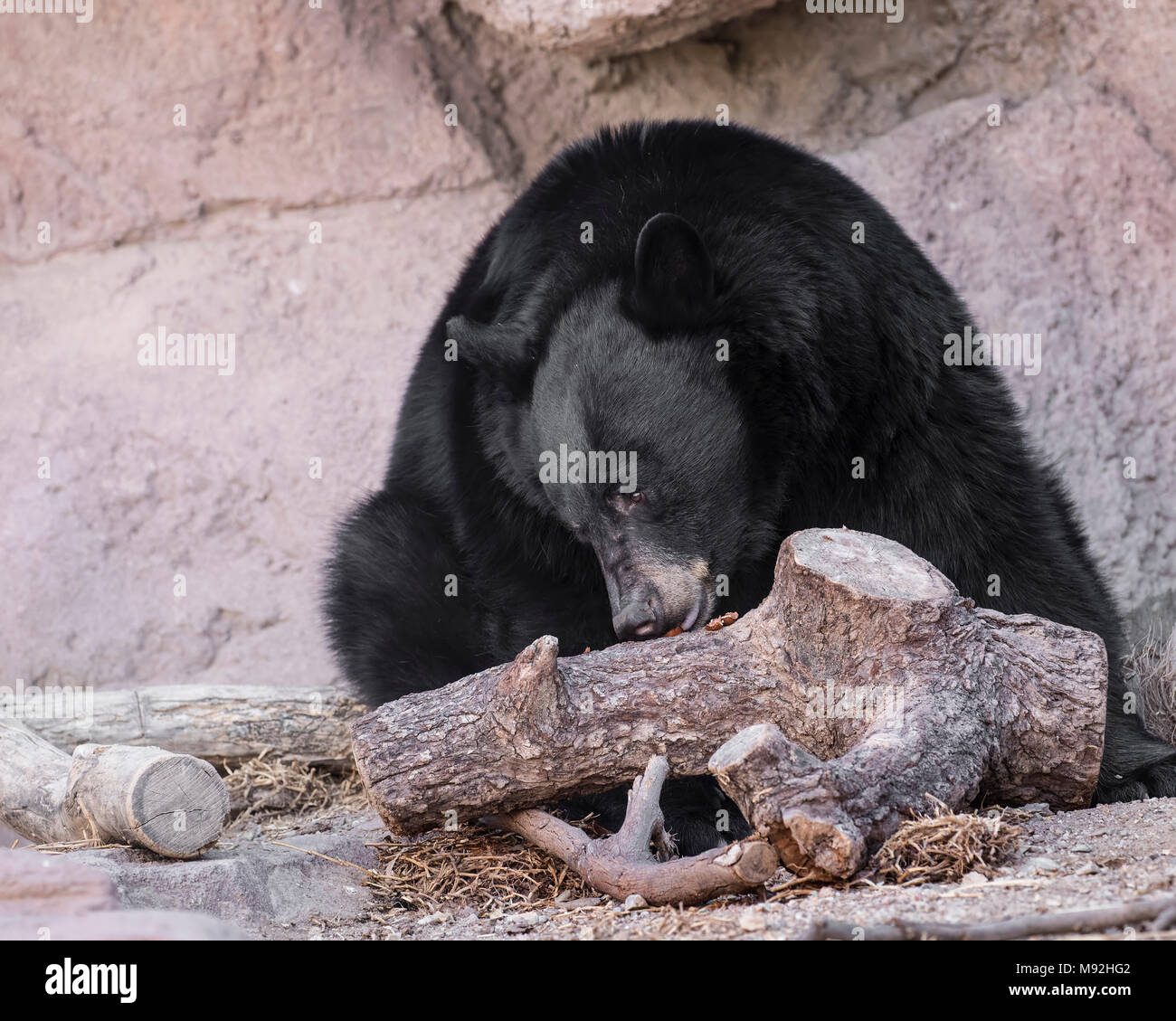 Black Bear Arizona Sonora Desert Museum Stock Photo - Alamy