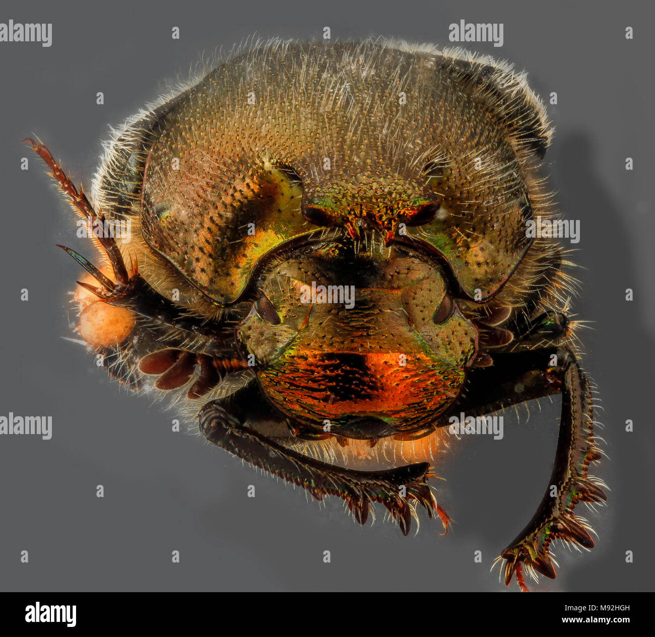 Scarabaeidae, U, face, west virginia Stock Photo - Alamy