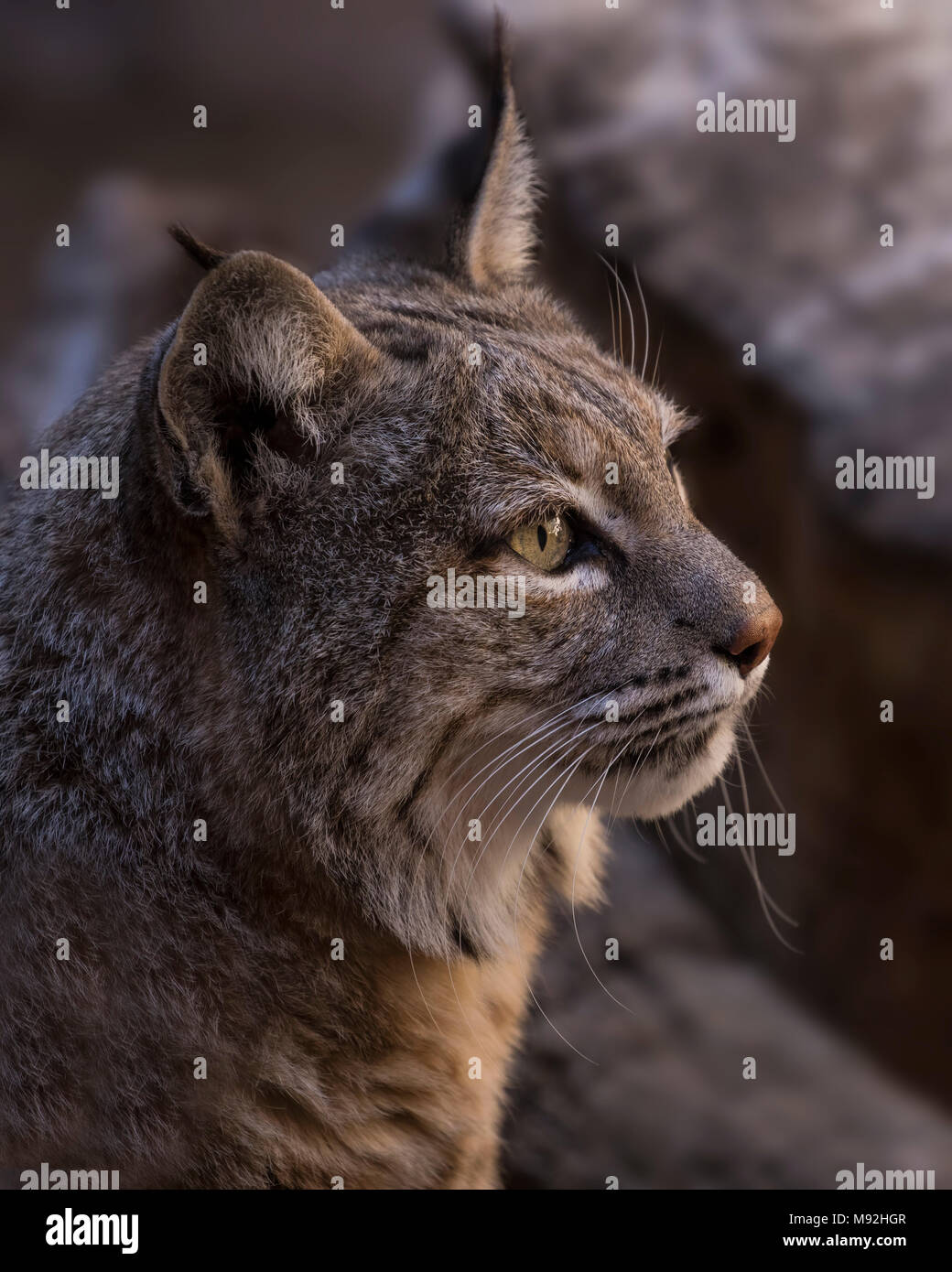 African wildcat kittens hi-res stock photography and images - Alamy