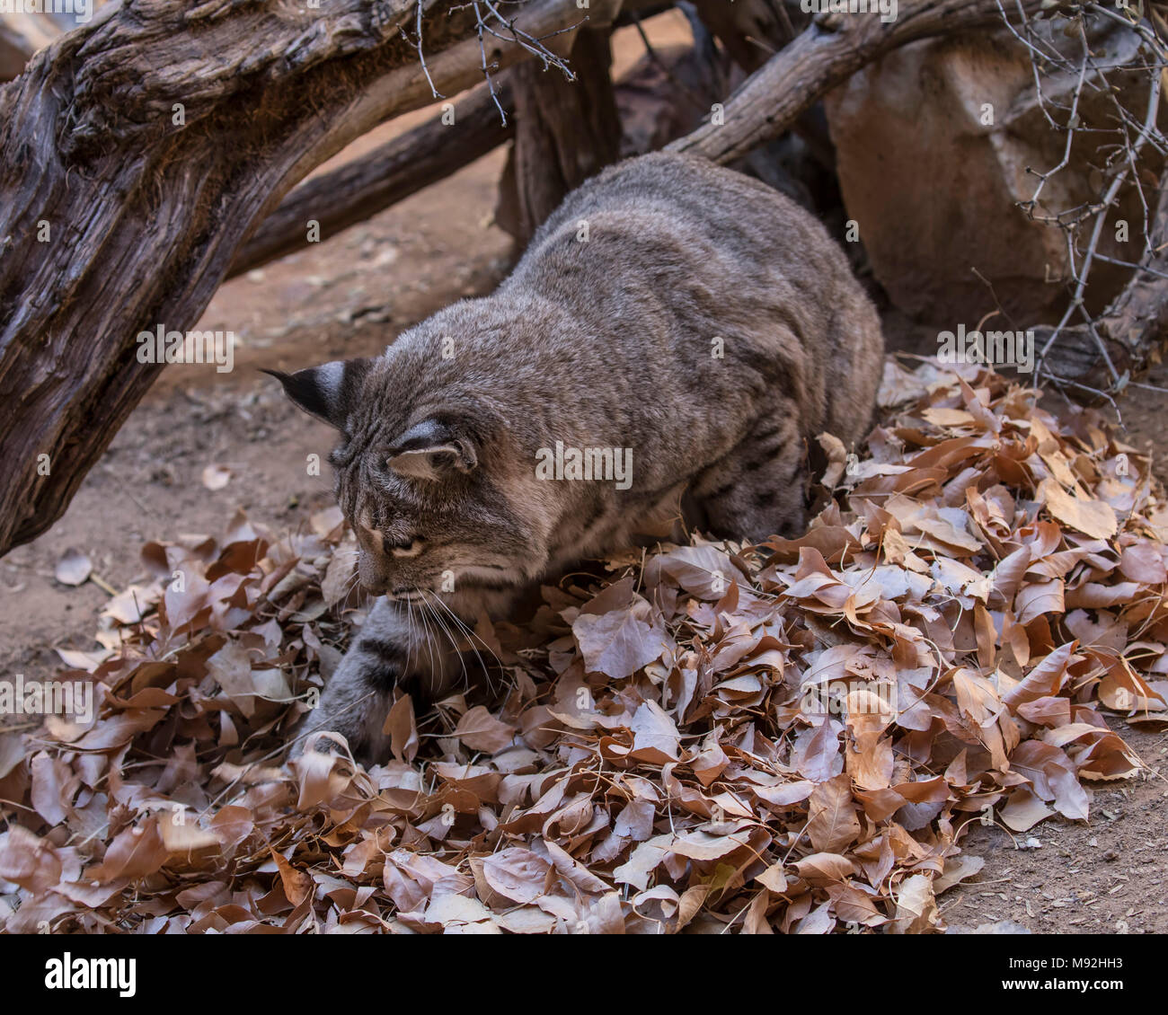 African wildcat kittens hi-res stock photography and images - Alamy