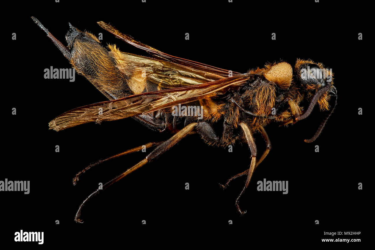 Eriotremex formosanus, F, side, Blount County, Tennessee Stock Photo ...