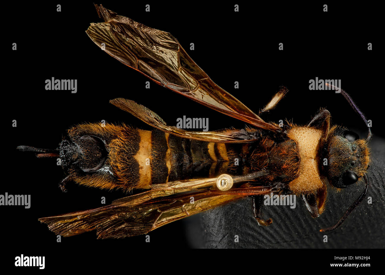 Eriotremex hi-res stock photography and images - Alamy