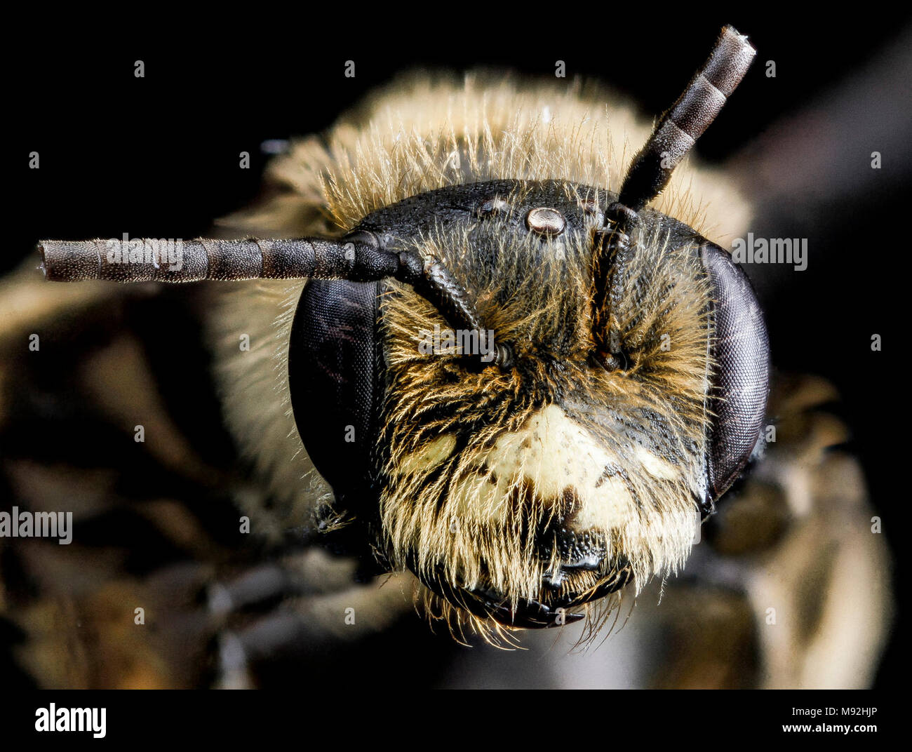 Propodeum hi-res stock photography and images - Alamy