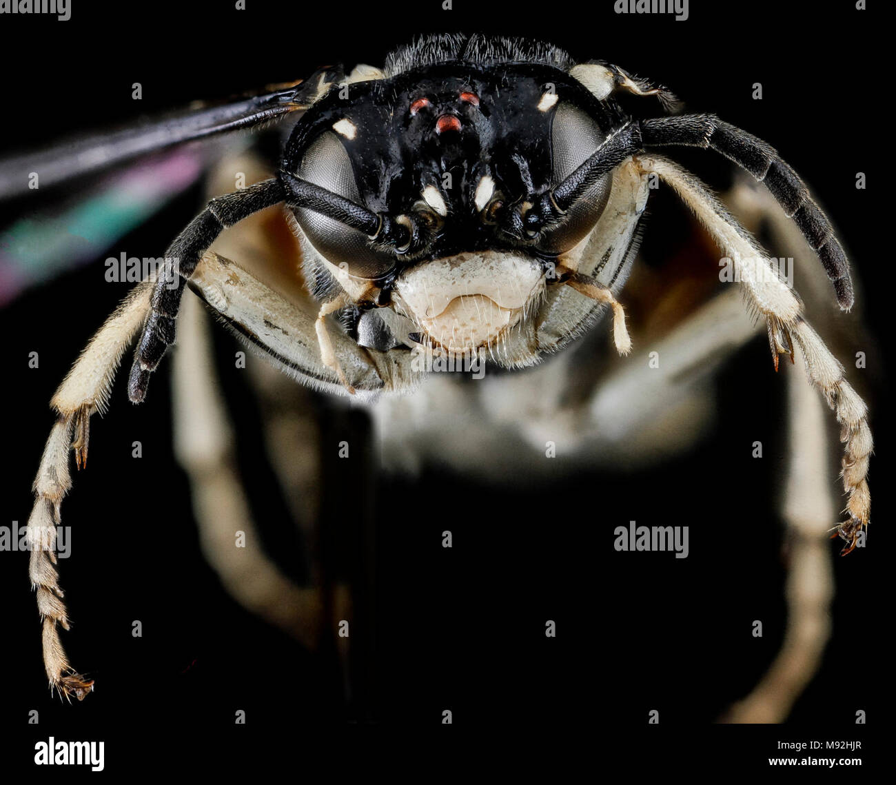 Symphyta, U, face, Wyoming, Park County Stock Photo - Alamy