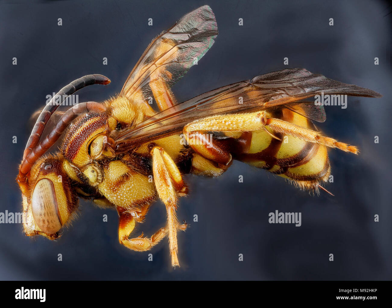 Insects arthropoda hymenoptera nomada hi-res stock photography and ...