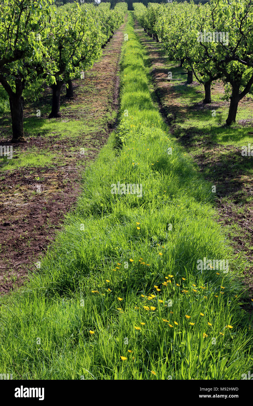 Mount grass hi-res stock photography and images - Alamy