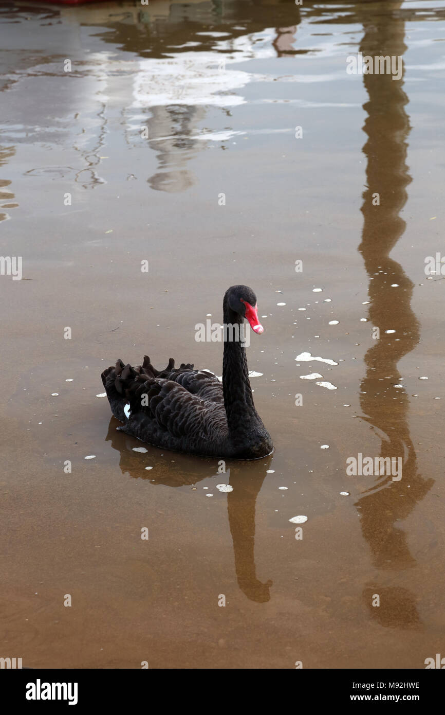 Black swan (Cygnus atratus) on the River Exe, Topsham, Devon, UK Stock ...