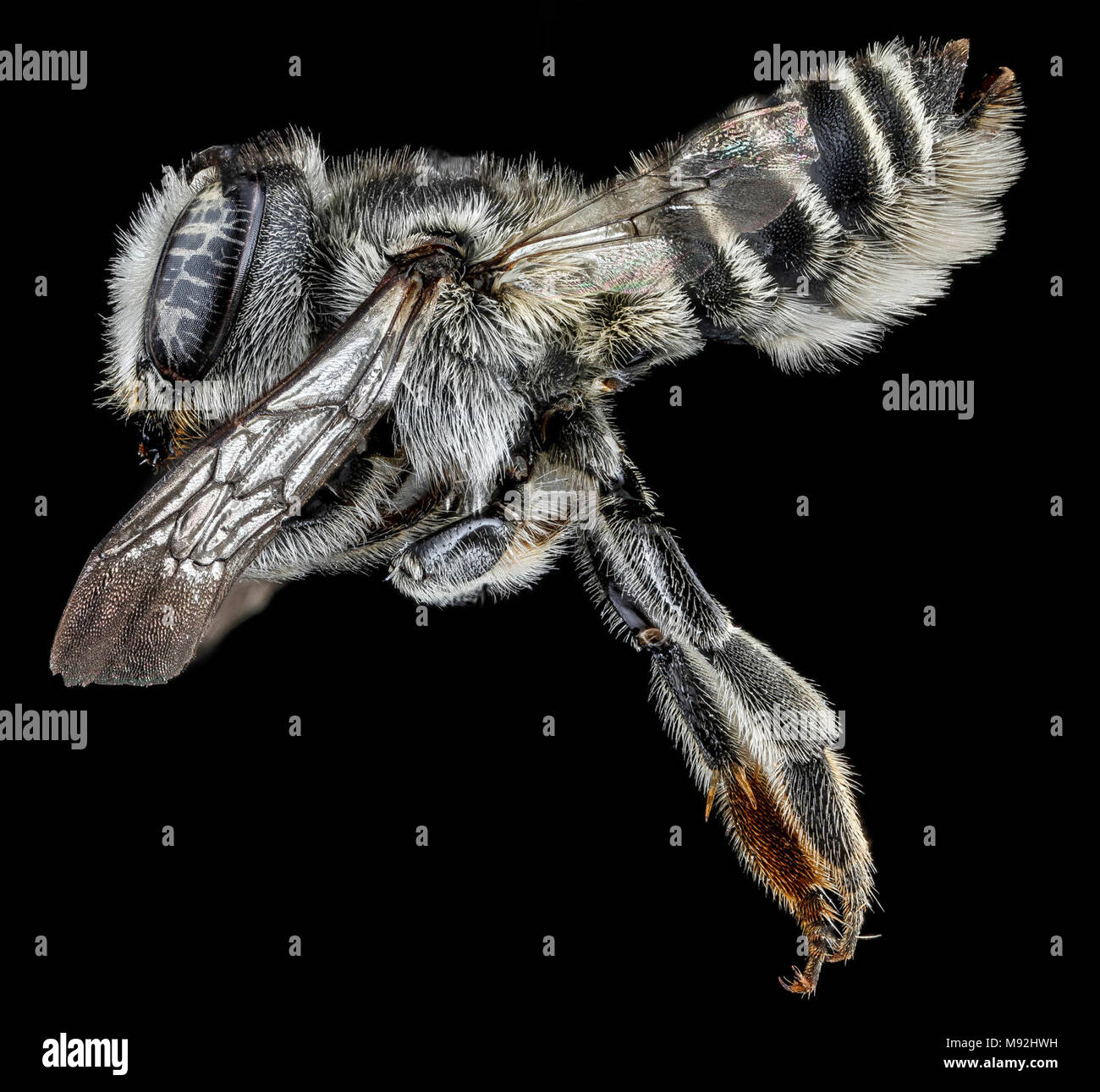 Megachile brevis, F, side, Tennessee, Haywood County Stock Photo - Alamy