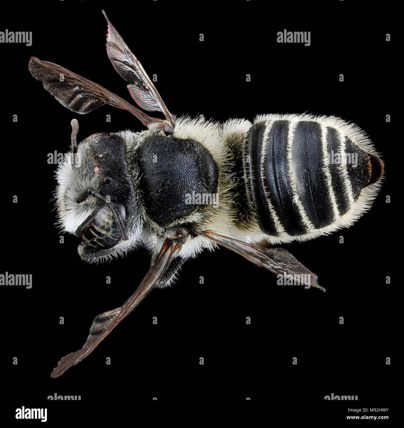 Megachile brevis, F, back, Tennessee, Haywood County Stock Photo - Alamy
