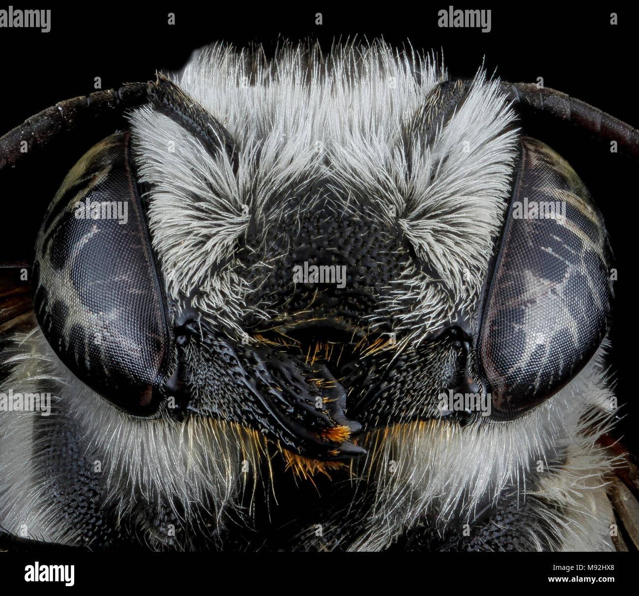 Labrum megachile hi-res stock photography and images - Alamy