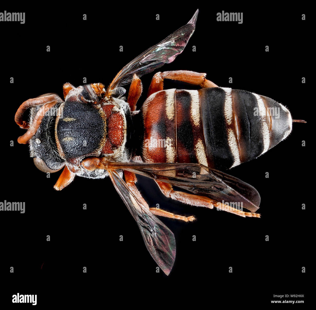 Epeolus zonatus hi-res stock photography and images - Alamy