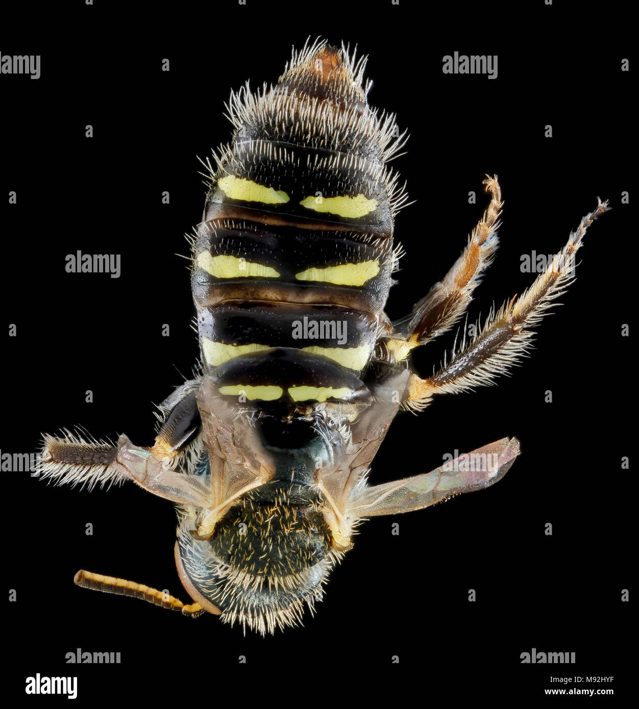 Perdita bee hi-res stock photography and images - Alamy
