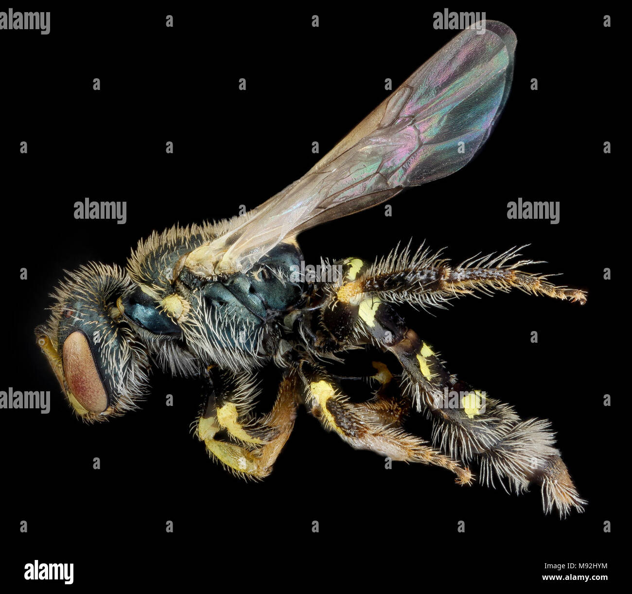 Perdita bee hi-res stock photography and images - Alamy