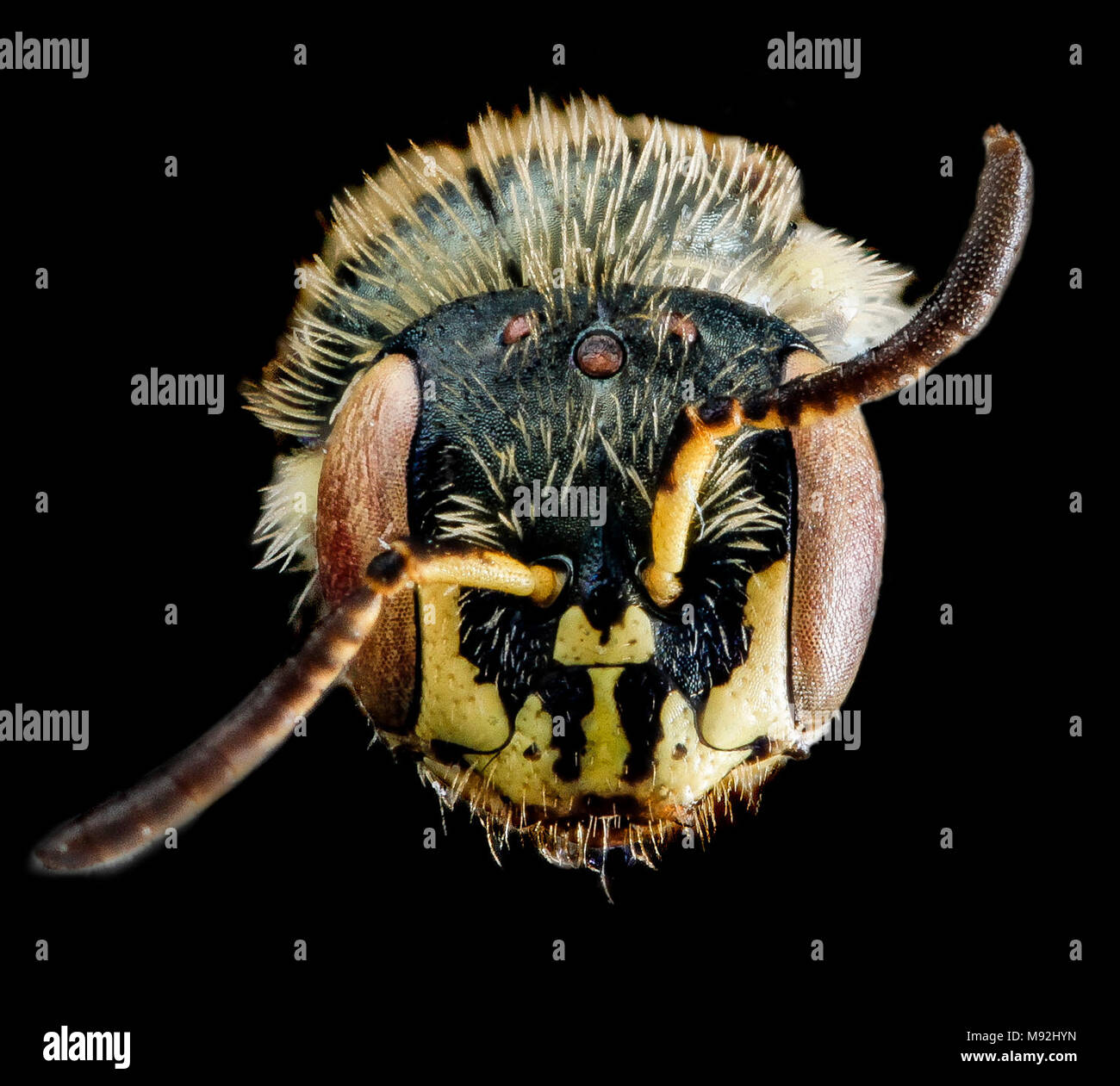 Perdita bee hi-res stock photography and images - Alamy