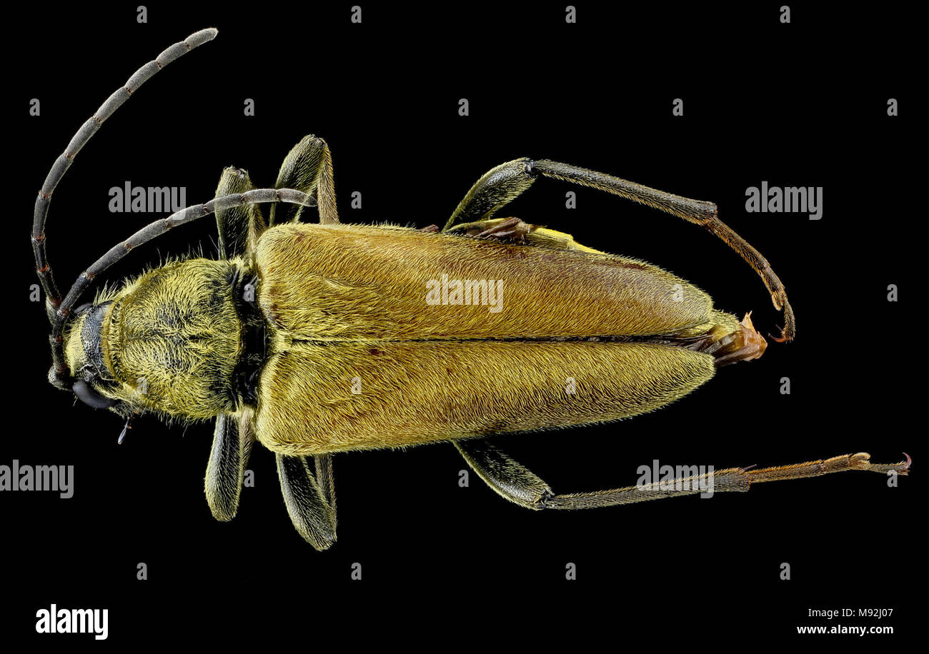 Beetles hi res hi-res stock photography and images - Alamy