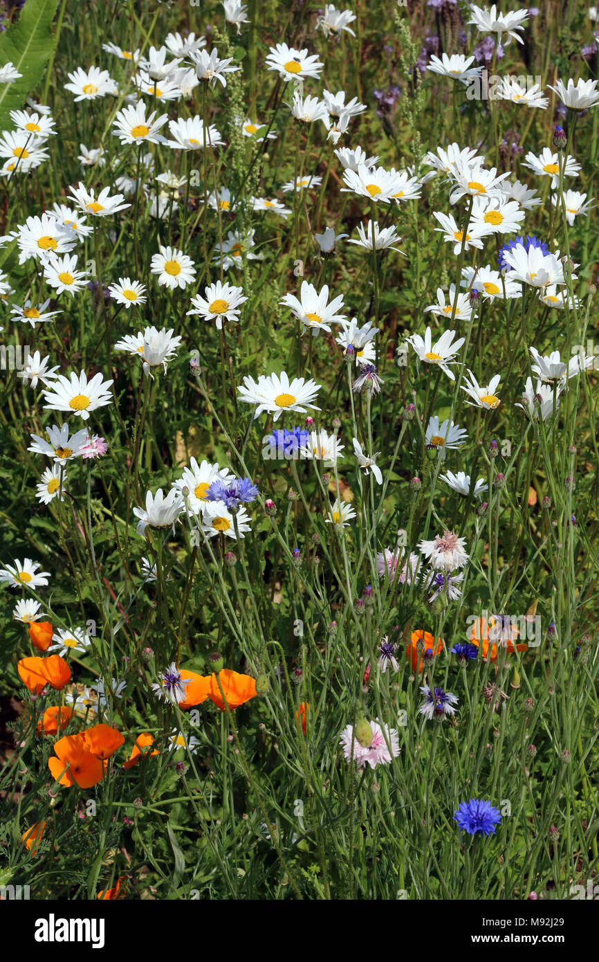 Mixed wildflowers hi-res stock photography and images - Alamy