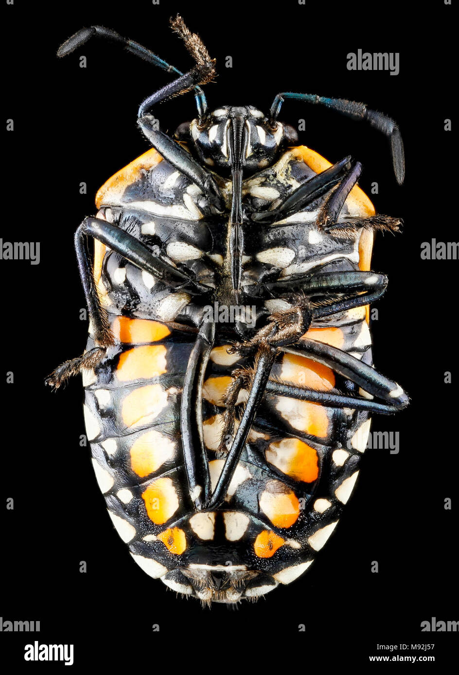 Stink bug proboscis hi-res stock photography and images - Alamy