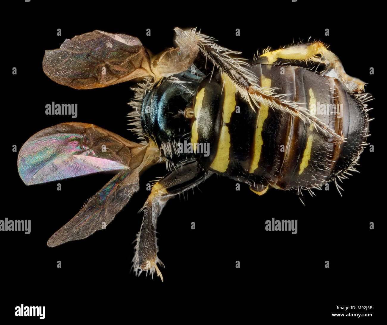 Perdita bee hi-res stock photography and images - Alamy