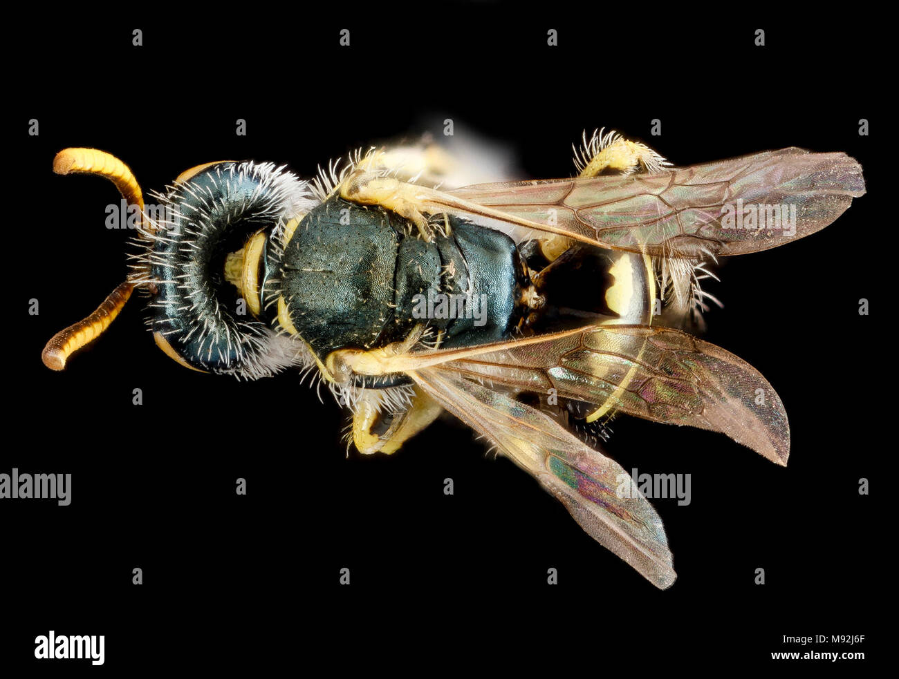 Perdita bee hi-res stock photography and images - Alamy