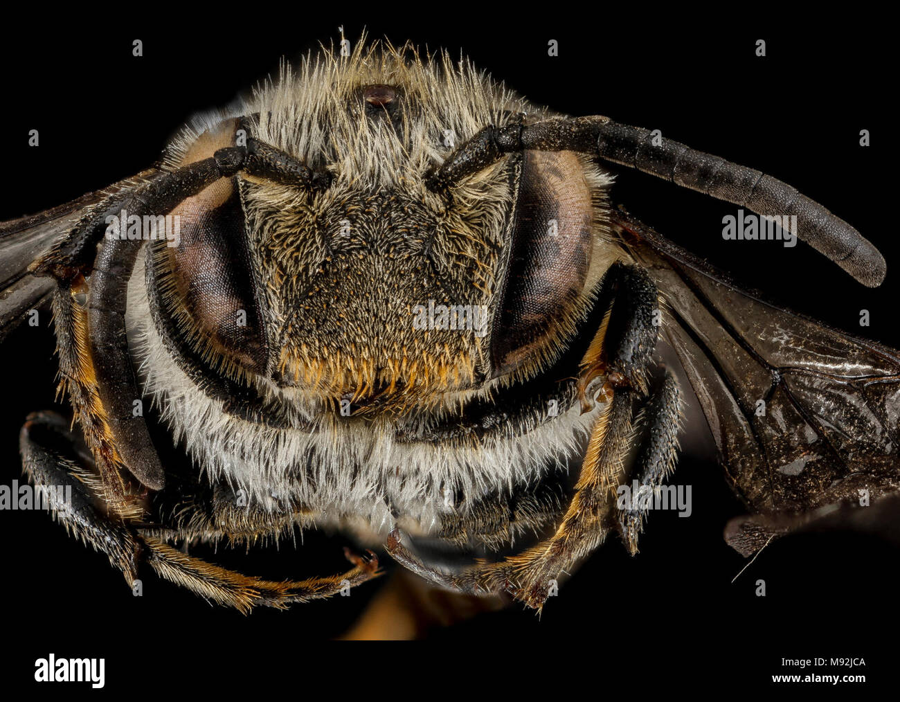 Sodalis hi-res stock photography and images - Alamy