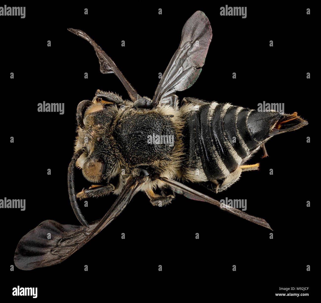 Sodalis hi-res stock photography and images - Alamy