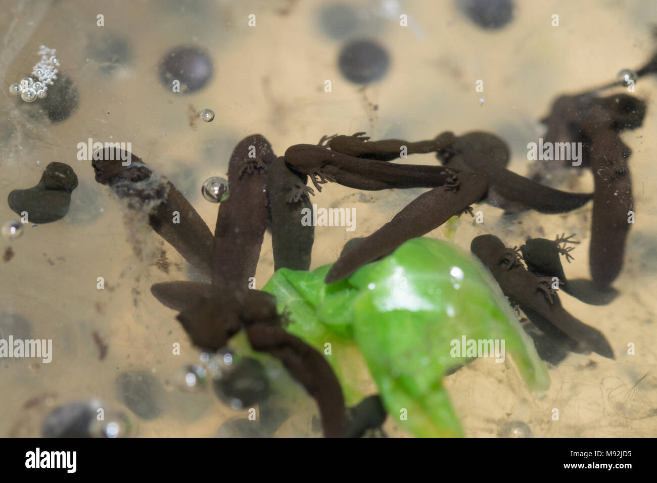 Frog (Rana temporaria) tadpoles, about 3 days old, with external gills ...
