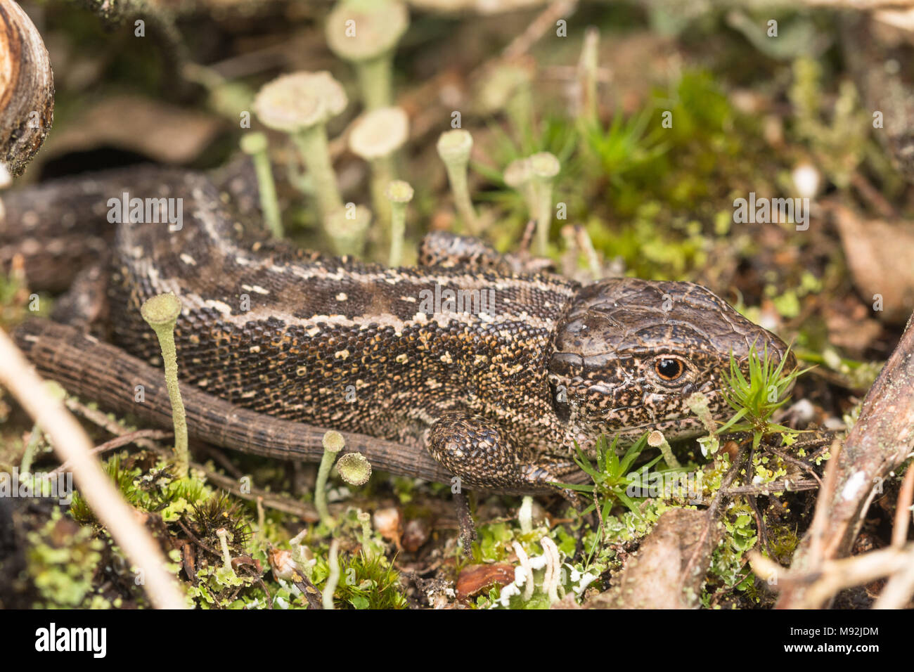 English lizards hi-res stock photography and images - Alamy