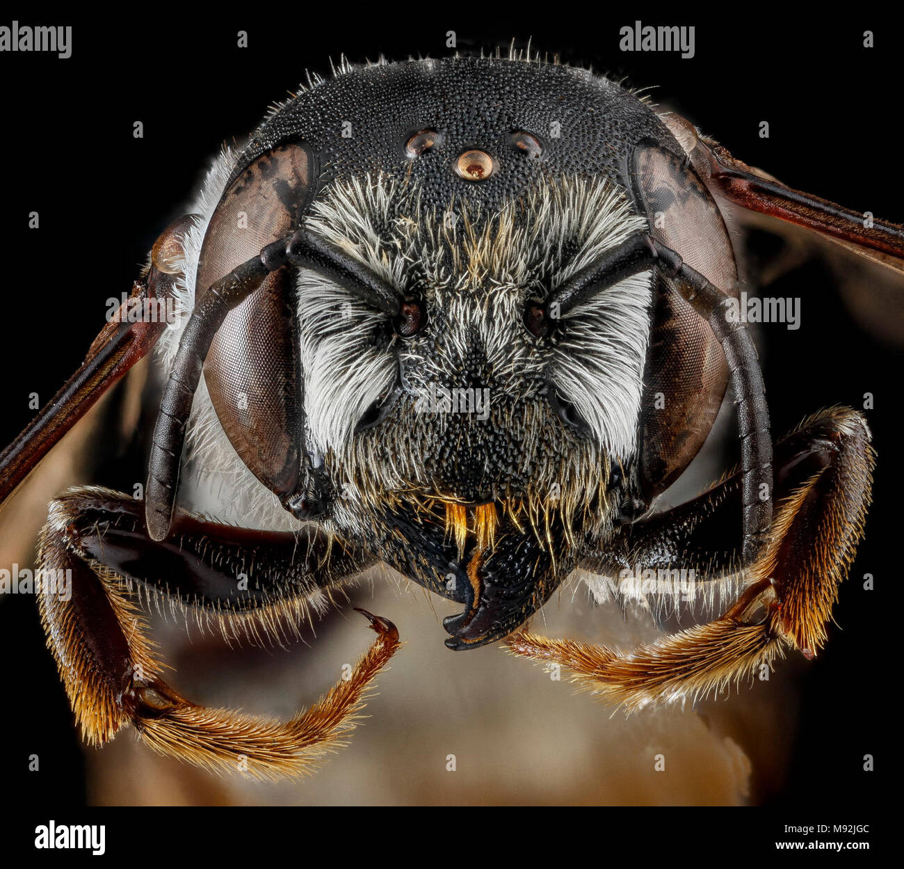 Megachile inimica, U, face, Maryland, Anne Arundel County Stock Photo ...