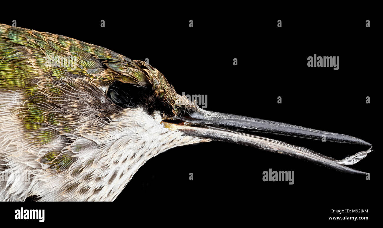 Dead hummingbird hi-res stock photography and images - Alamy