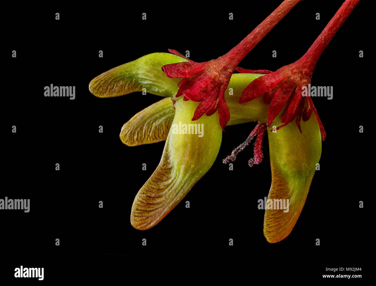 Red maple seeds acer rubrum hi-res stock photography and images - Alamy