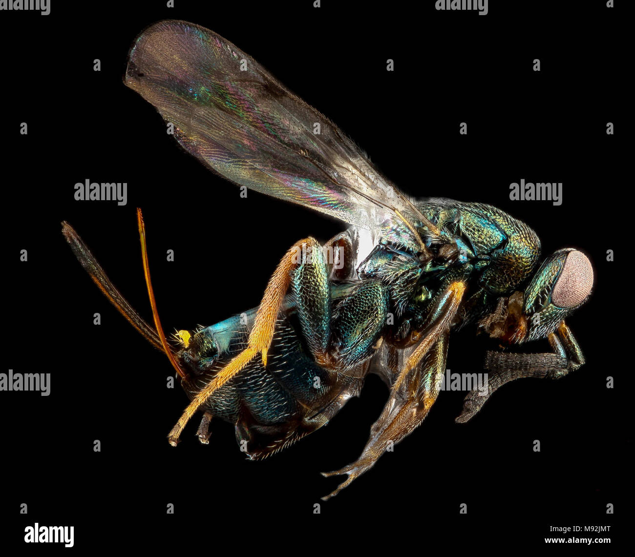 Wasp 3, U, side, Wyoming, Park County Stock Photo - Alamy