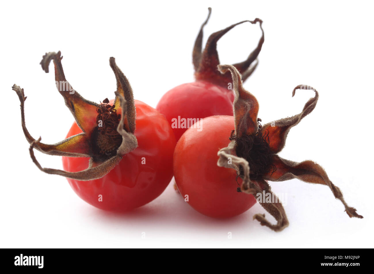 Beach rose hi-res stock photography and images - Alamy