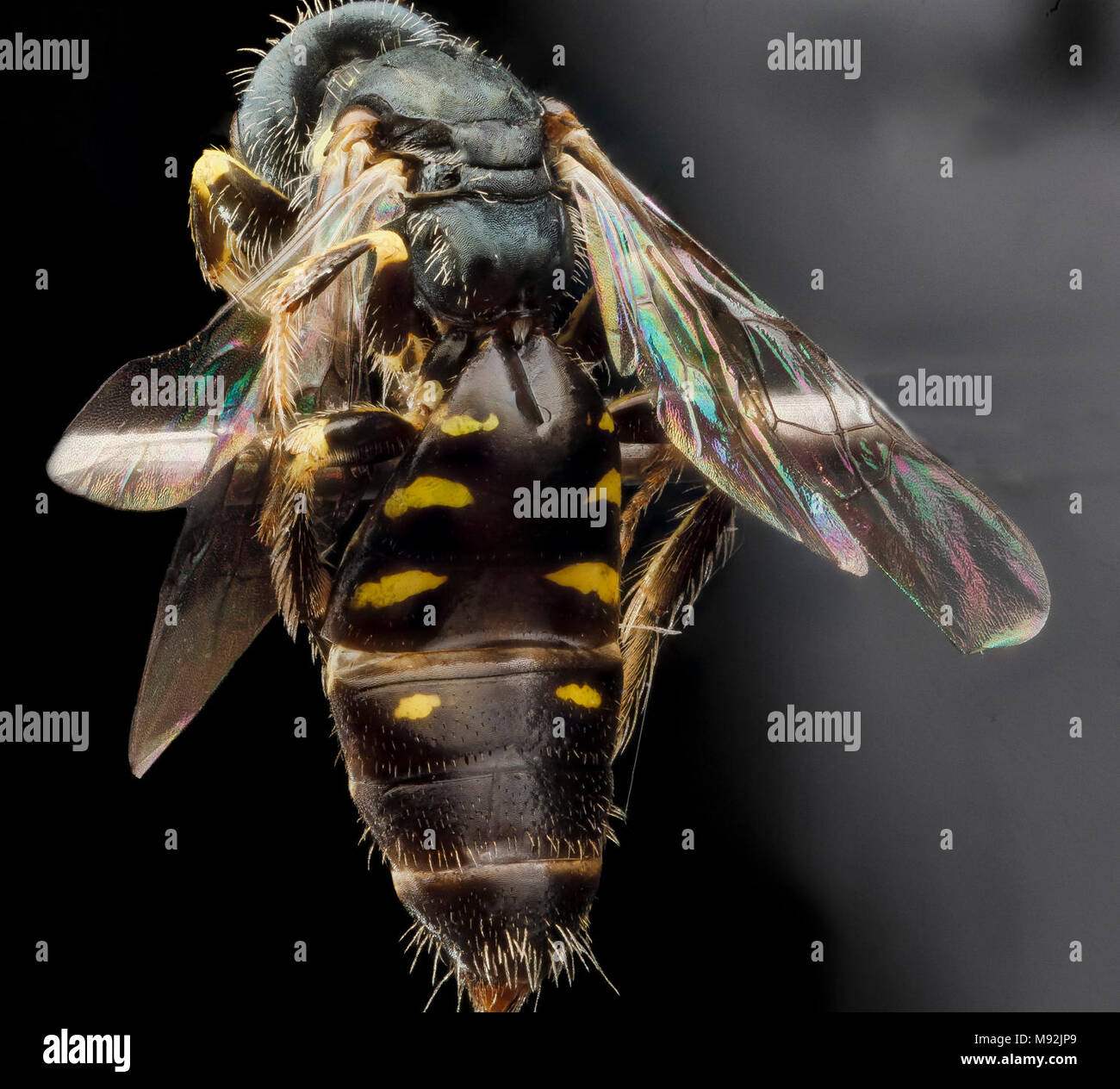 Binomial perdita taxonomy hi-res stock photography and images - Alamy