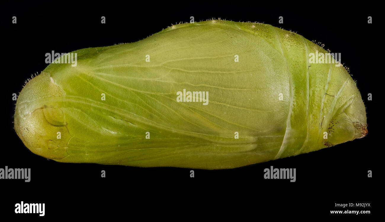 Pupae bees hi-res stock photography and images - Alamy