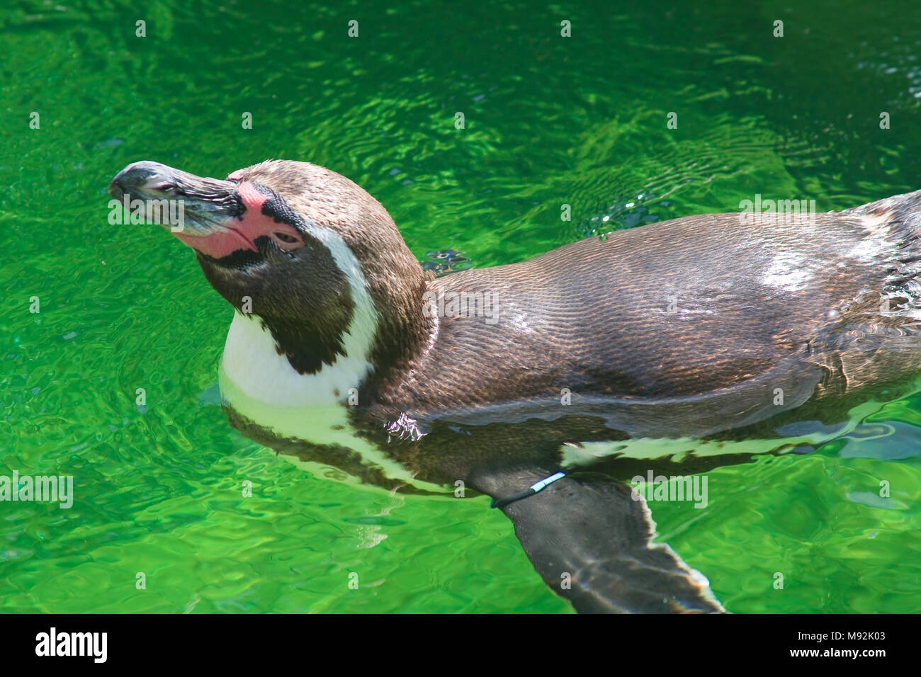 Humboldt penguin swims in the pool. Vienna Zoo. Austria Stock Photo - Alamy
