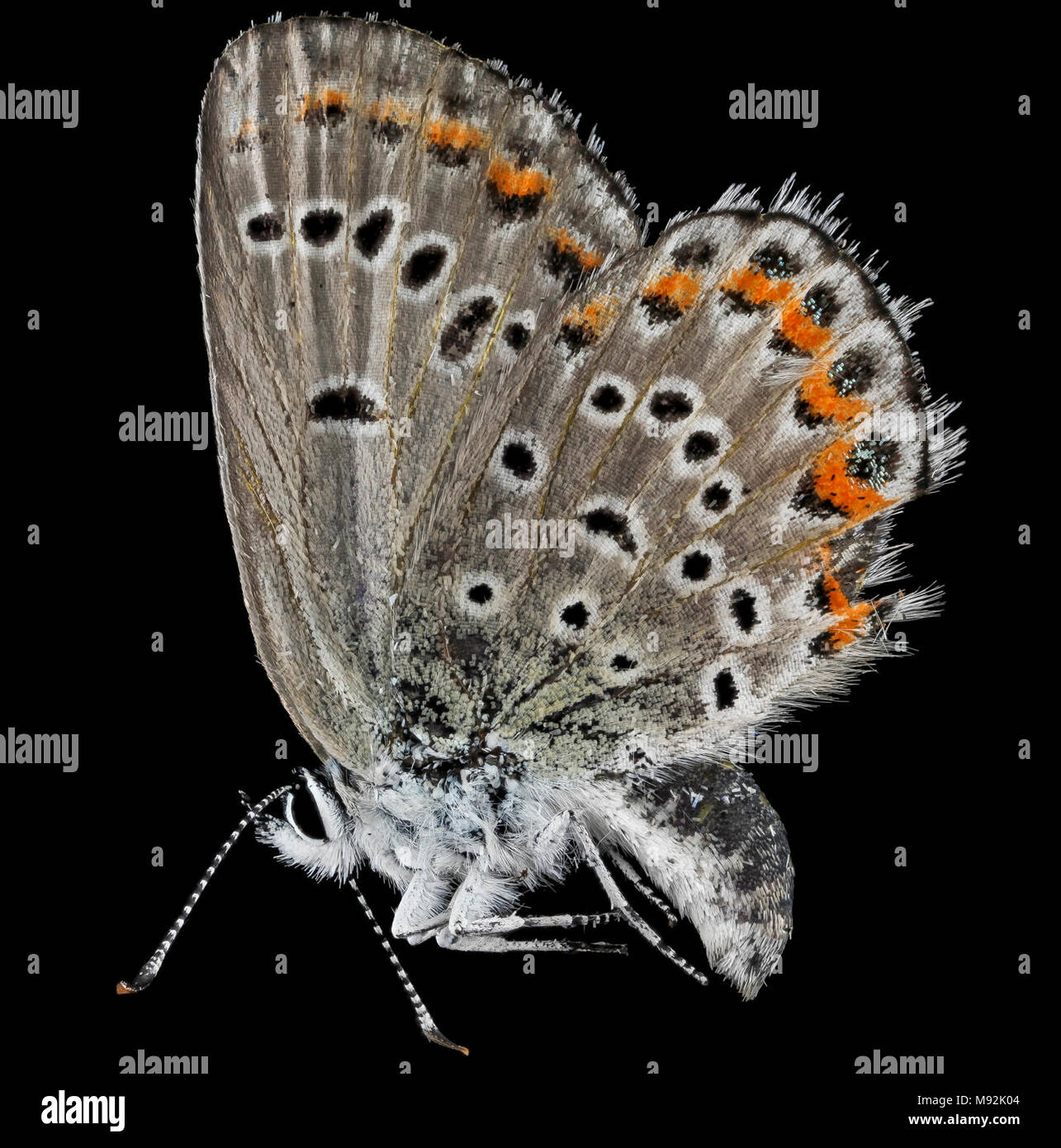 Karner blue butterfly hi-res stock photography and images - Alamy