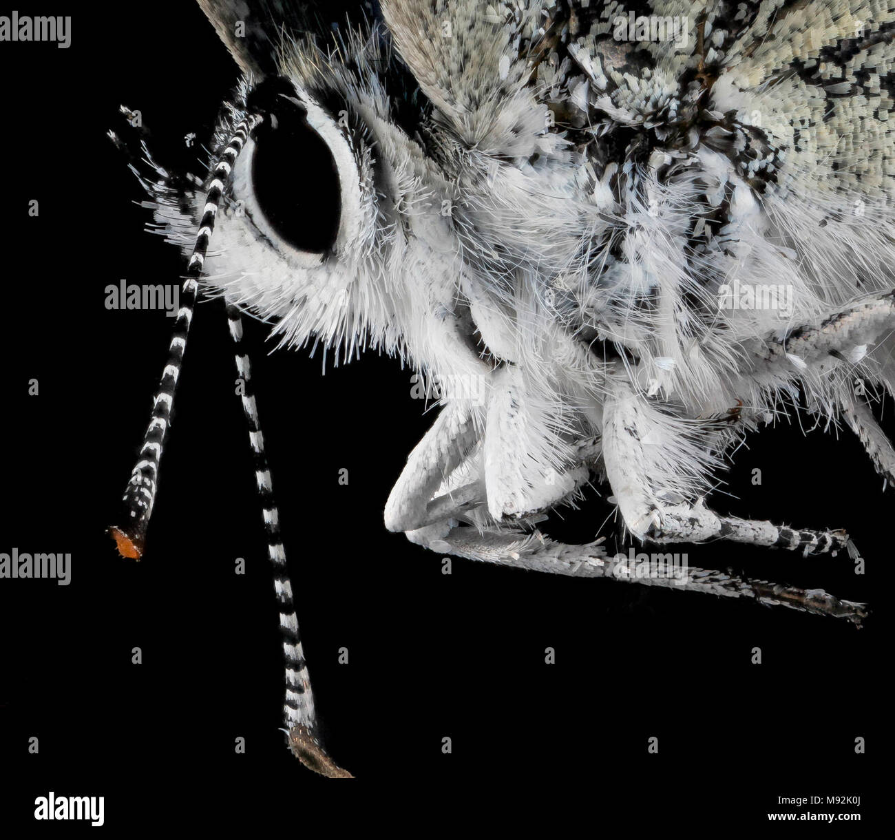 Endangered species high resolution hi-res stock photography and images ...