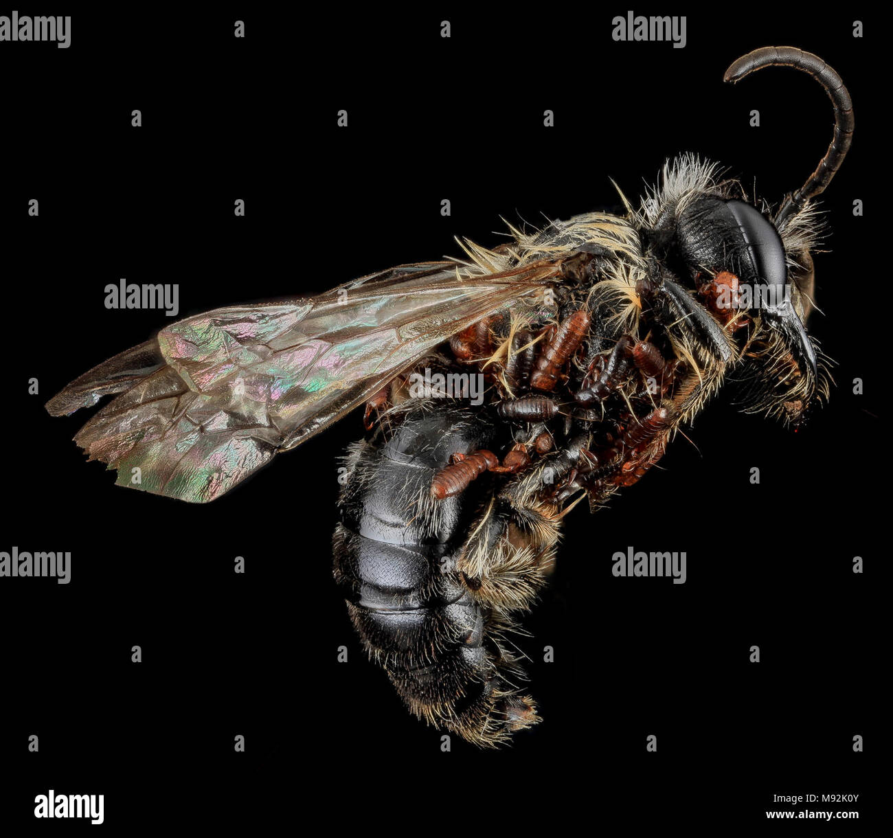 Andrena carlini, Triungulin, Na, side 3, Randolph Co., W. VA Stock ...