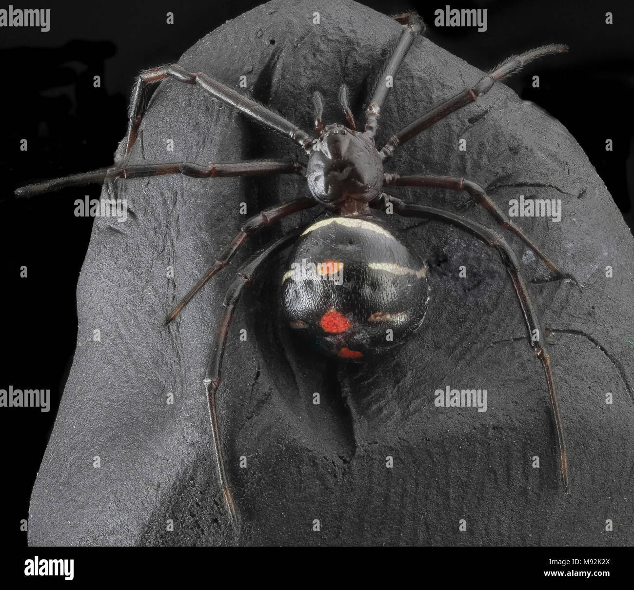 Latrodectus variolus, Back Stock Photo - Alamy