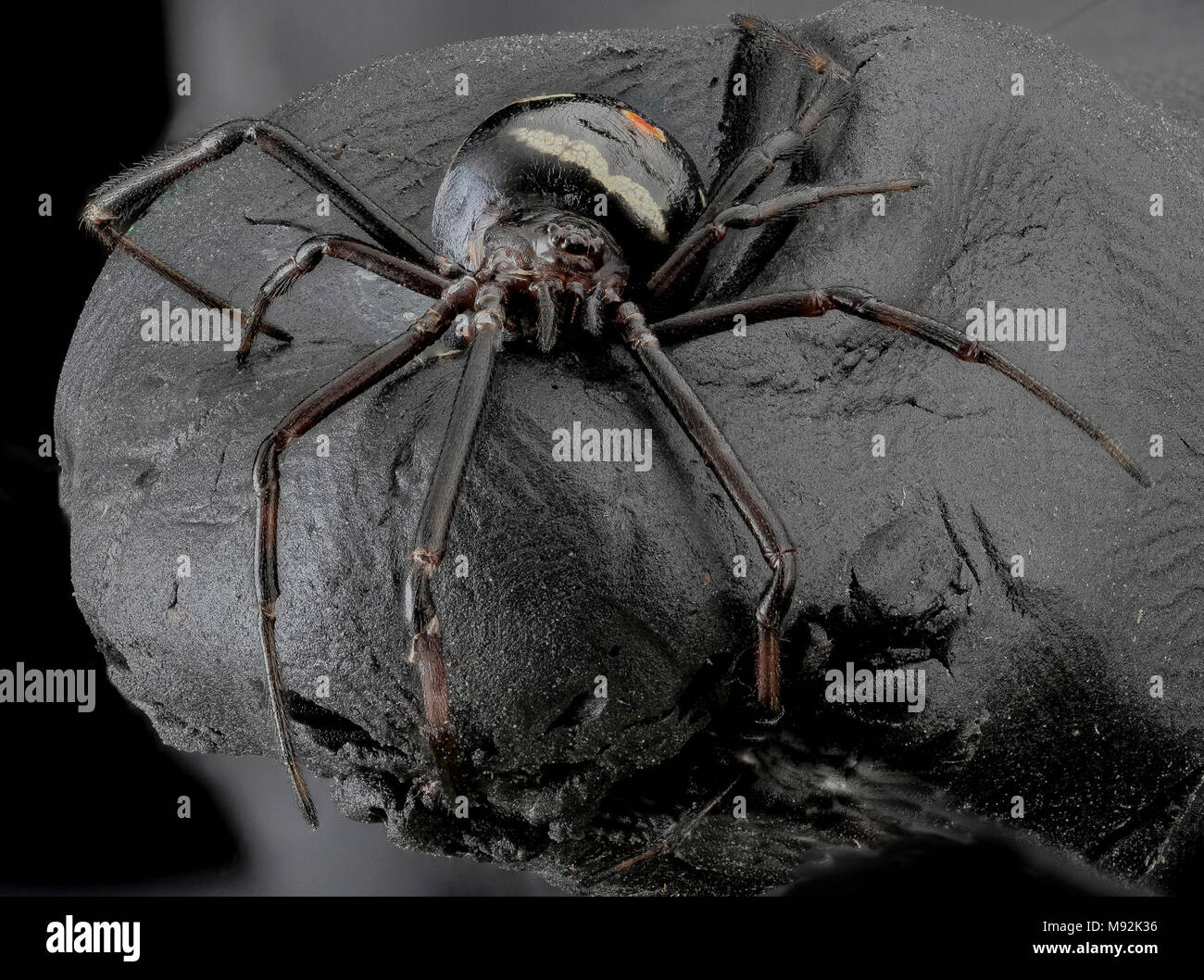 Binomial Latrodectus Variolus High Resolution Stock Photography and ...