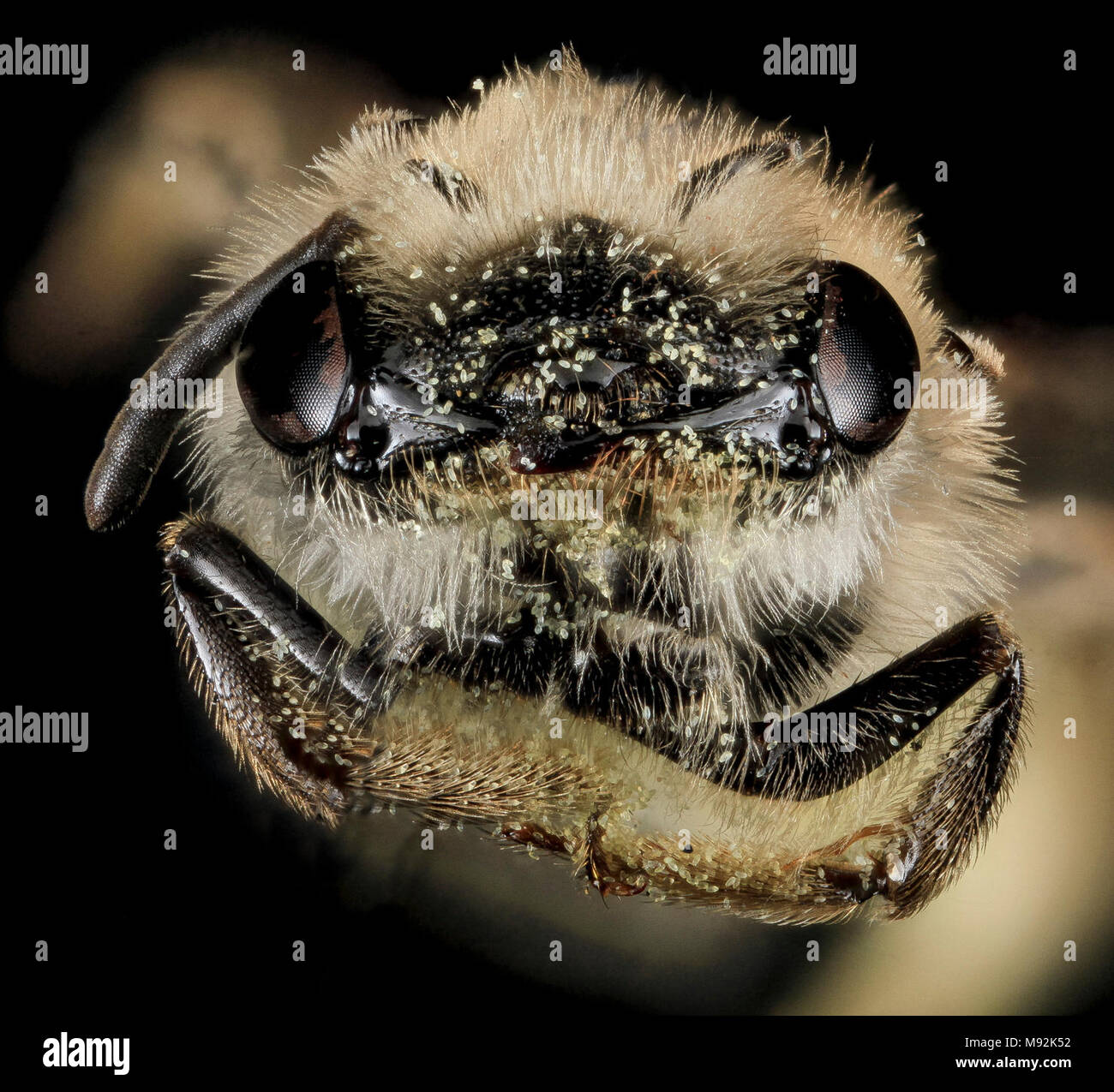 Fenningeri hi-res stock photography and images - Alamy