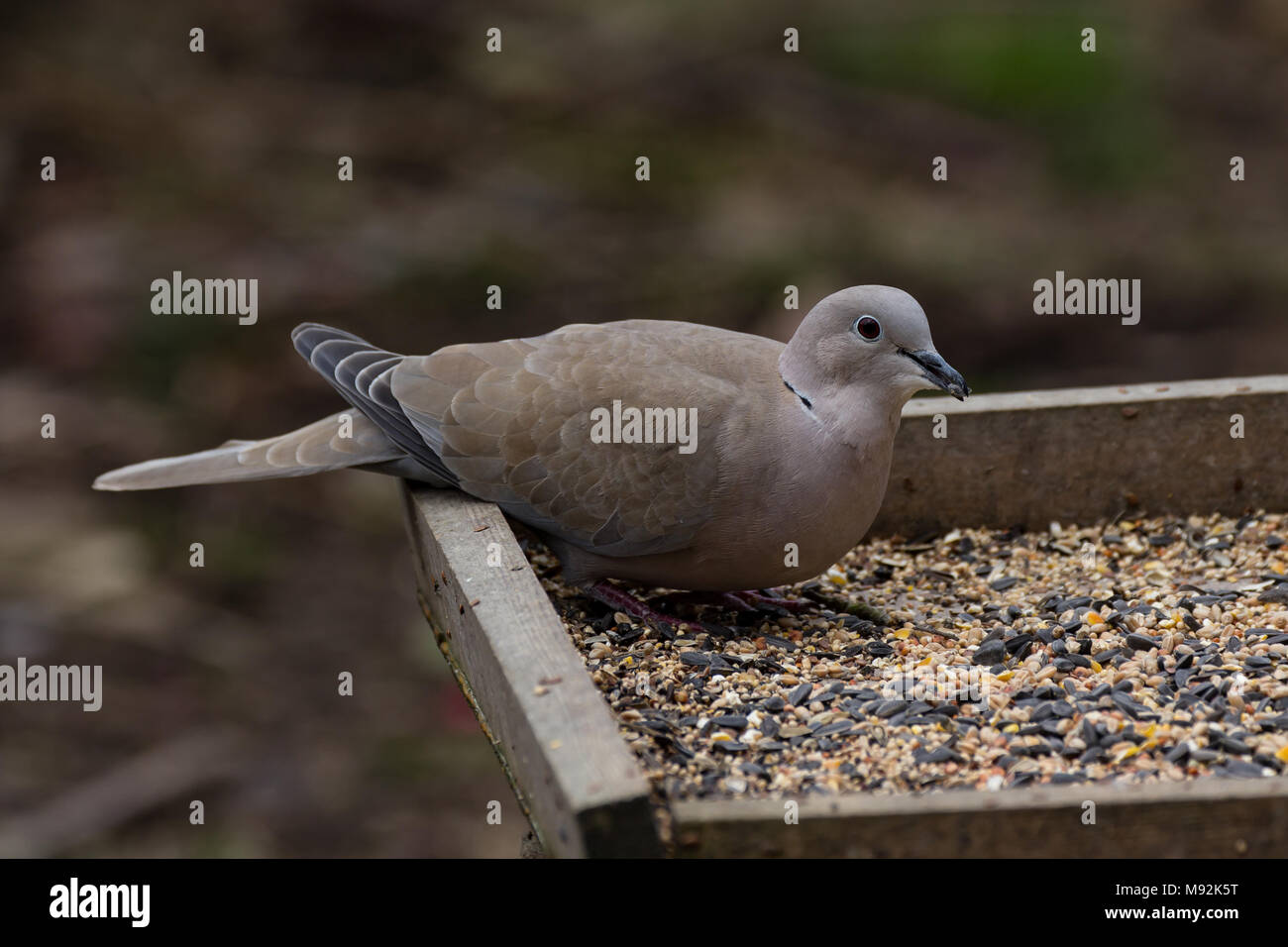 Collared dove bird table hi-res stock photography and images - Alamy