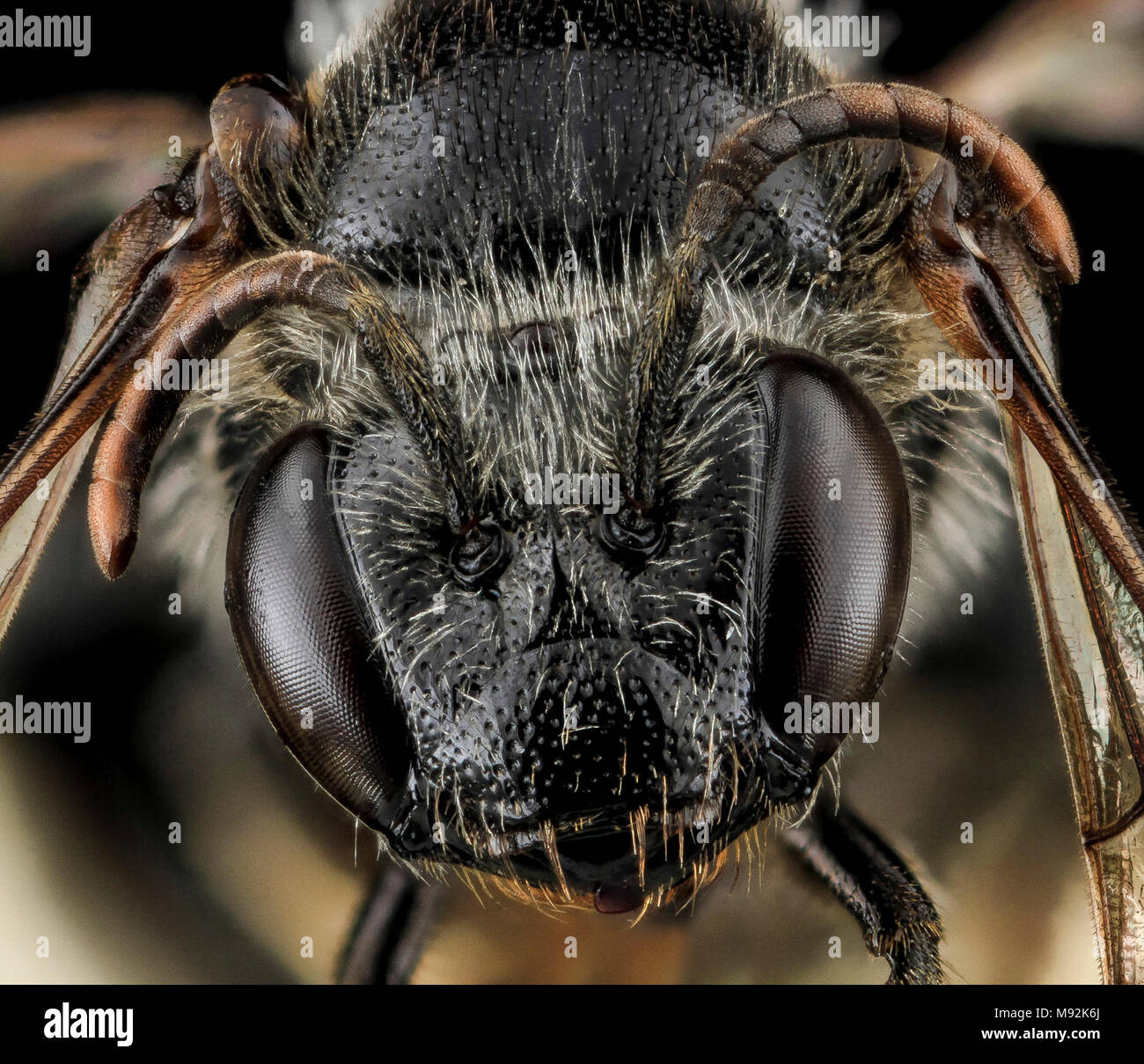 Binomial macropis ciliata hi-res stock photography and images - Alamy