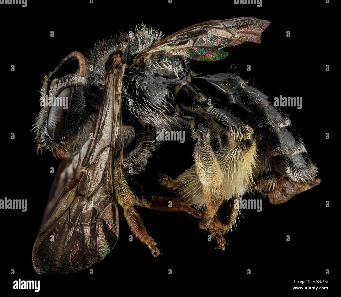 Binomial macropis ciliata hi-res stock photography and images - Alamy