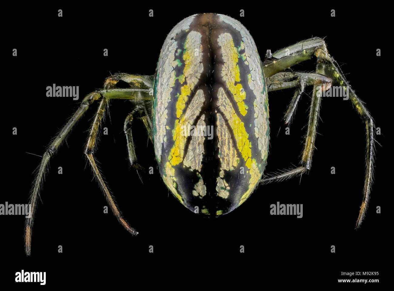 Fluorescent bugs hi-res stock photography and images - Alamy