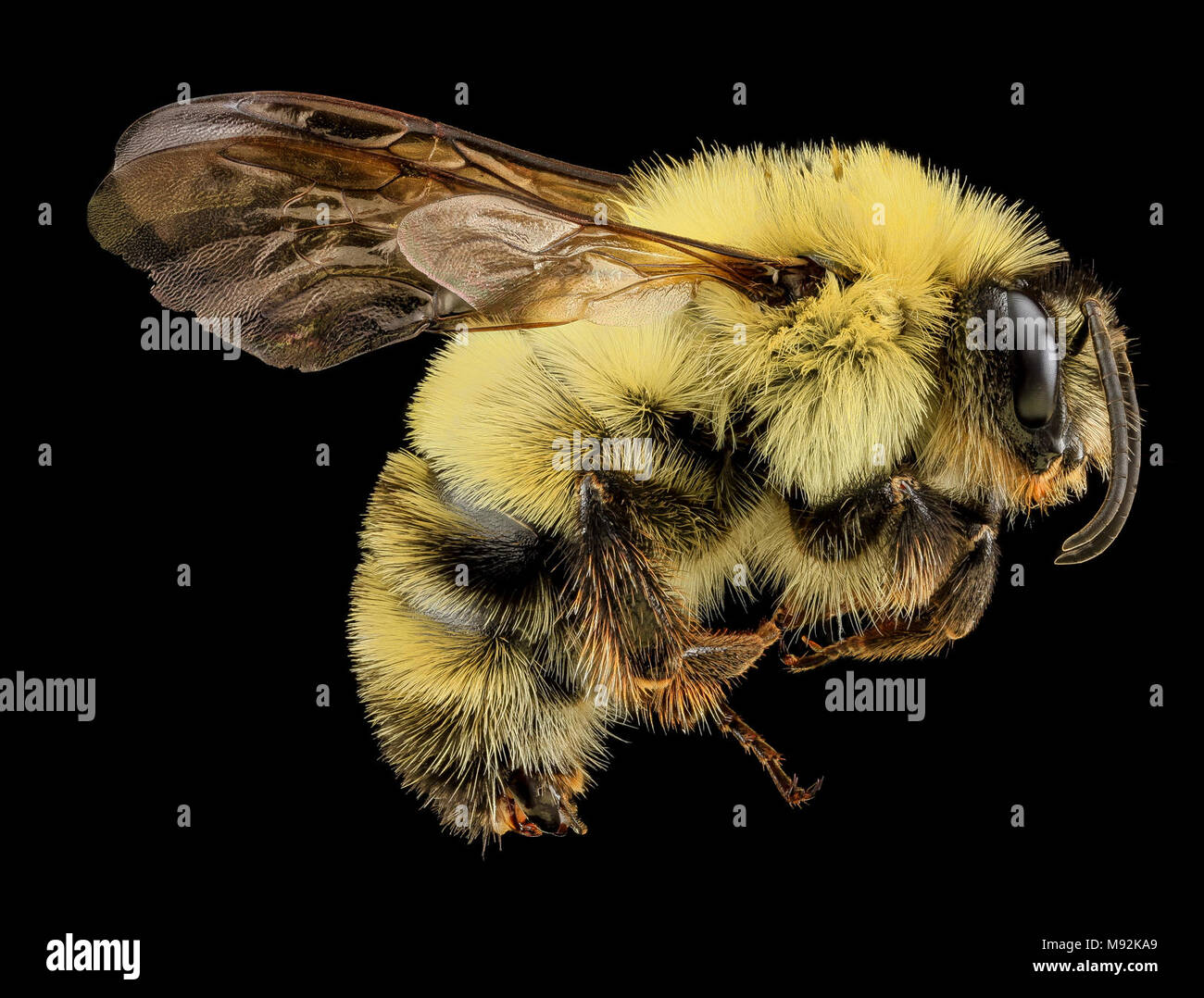 Binomial bombus bimaculatus hi-res stock photography and images - Alamy