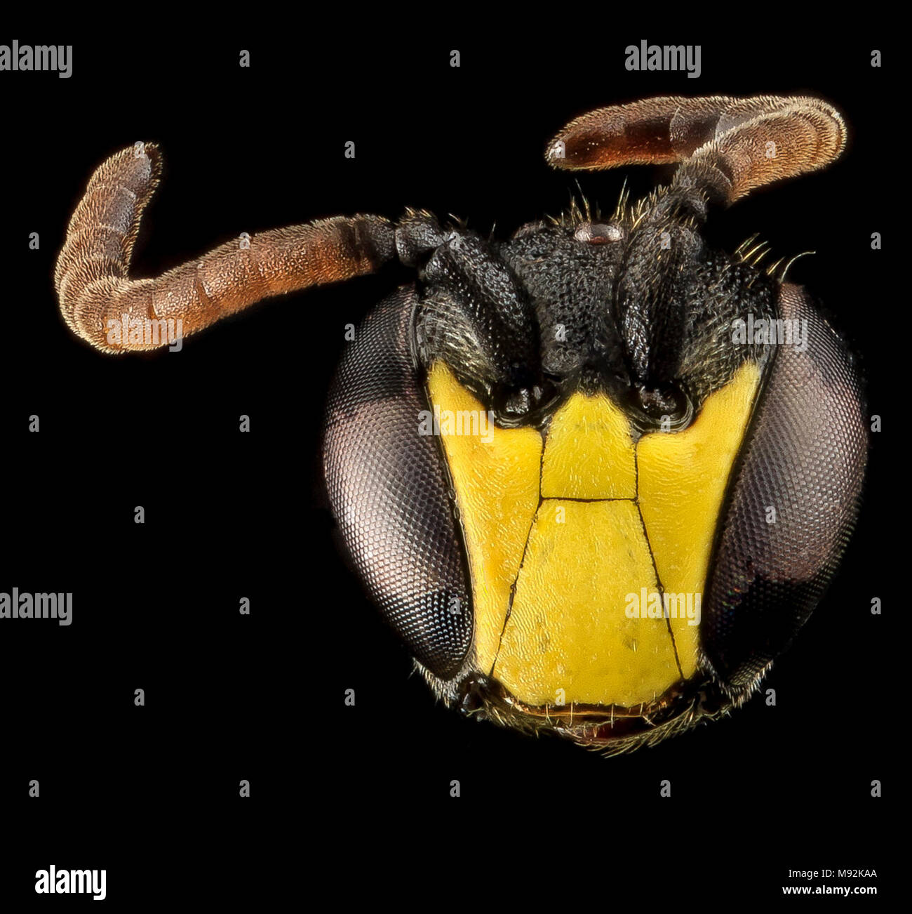 Face Masked Bee High Resolution Stock Photography and Images - Alamy