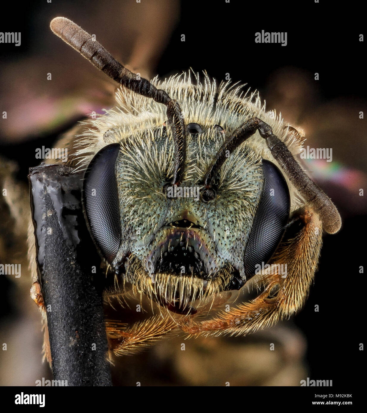 Halictus confusus hi-res stock photography and images - Alamy