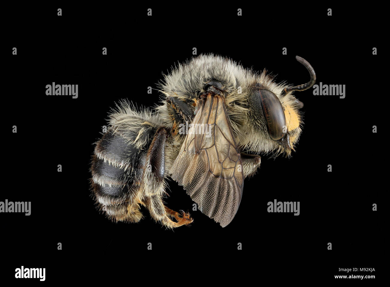 Anthophora terminalis, M, Side, PA Stock Photo - Alamy